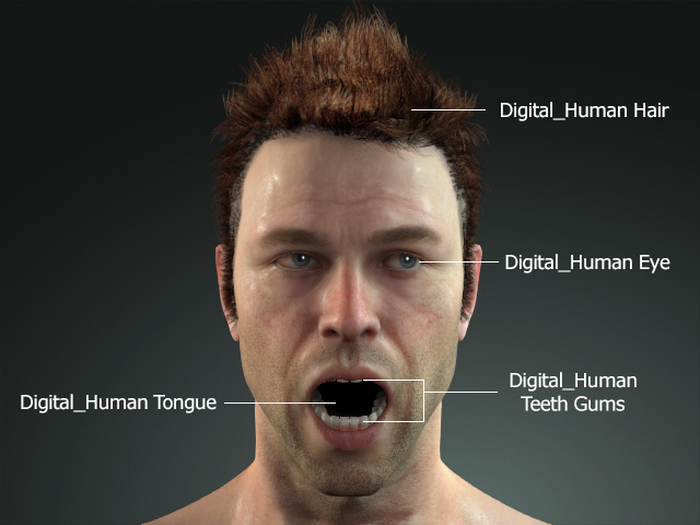 Shaders in Digital Human Shader