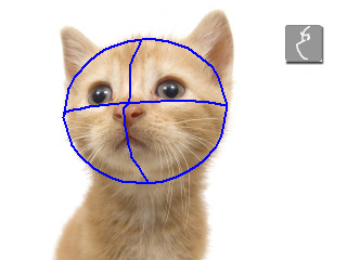 Specifying Face Orientation and Style